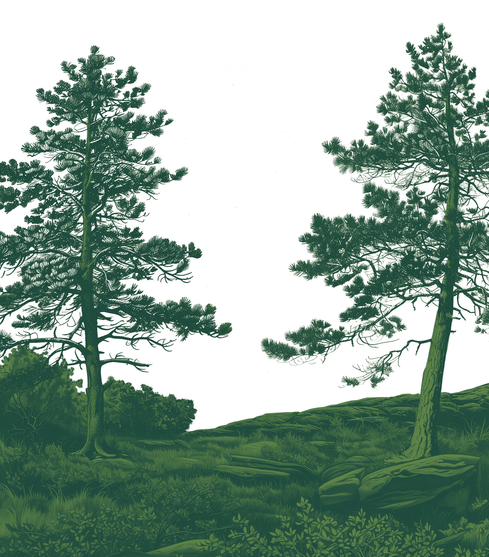 LILAC DIESEL Cultivated by Nature's Heritage