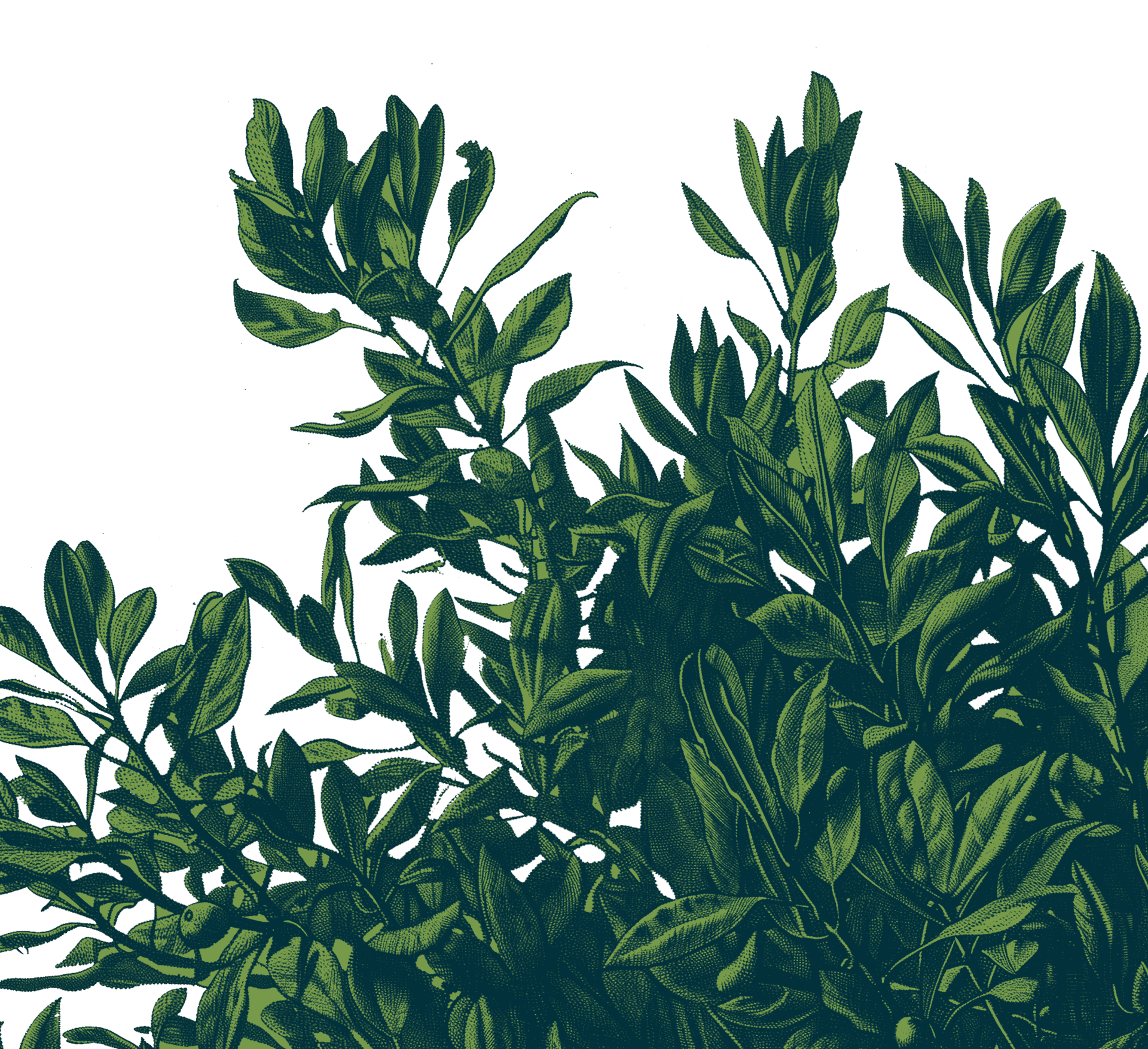 LAMB'S BREAD Cultivated by Nature's Heritage